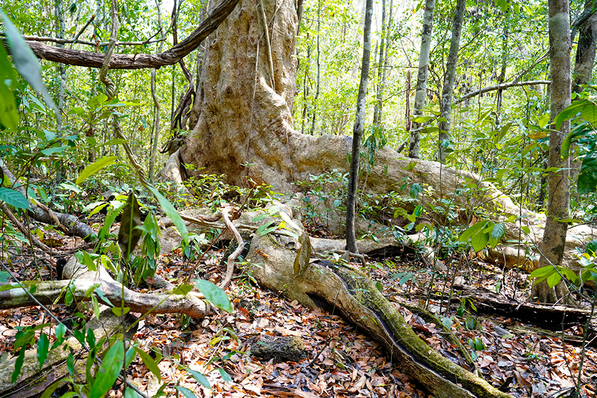 Cat Tien National Park Highlights & Travel Guide